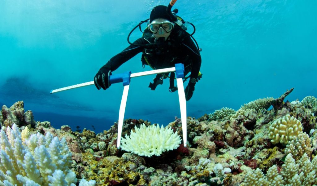 Biologiste marin : études, missions et salaire - Le professeur Thimonnier